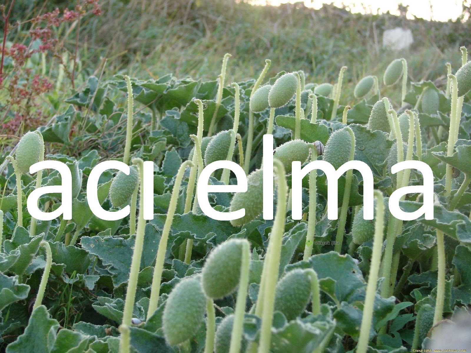 acı elma - BilginCin