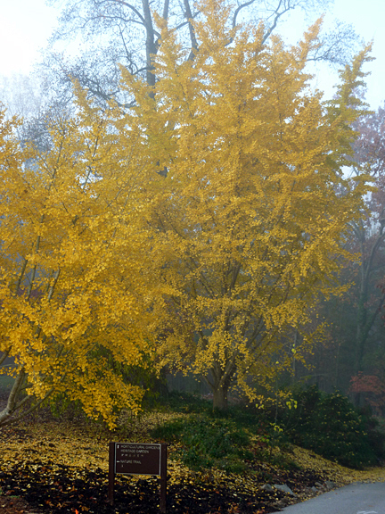The magic of ginkgos