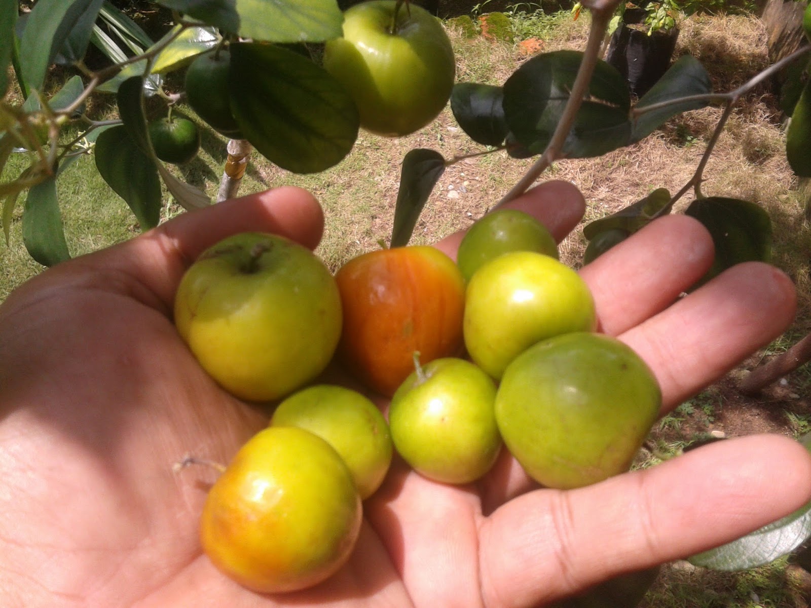 Bibit Bidara: Buah Bidara Arab