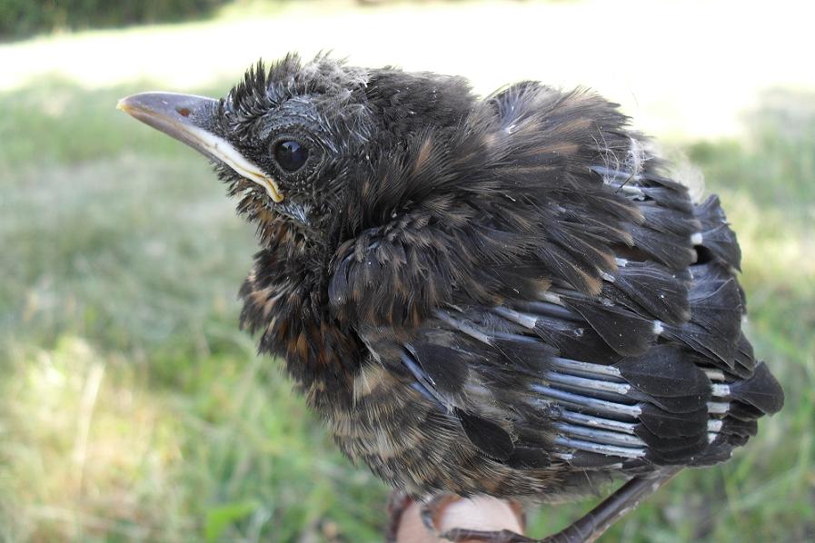 regard perché: Merlito : le bébé merle