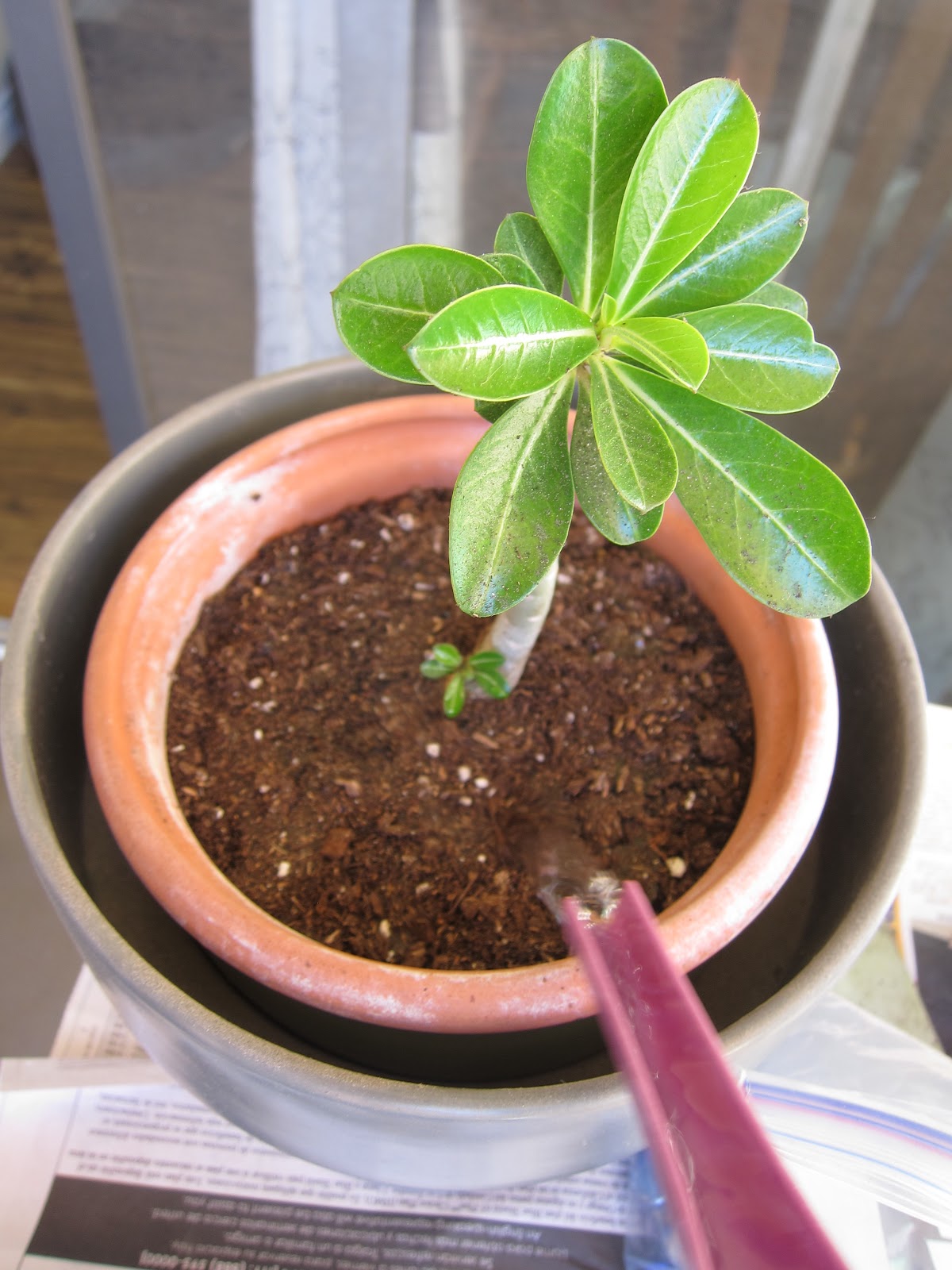Oakley's Garden: Repot.. Repot.. Repot that Kalachuchi in the Balcony ...