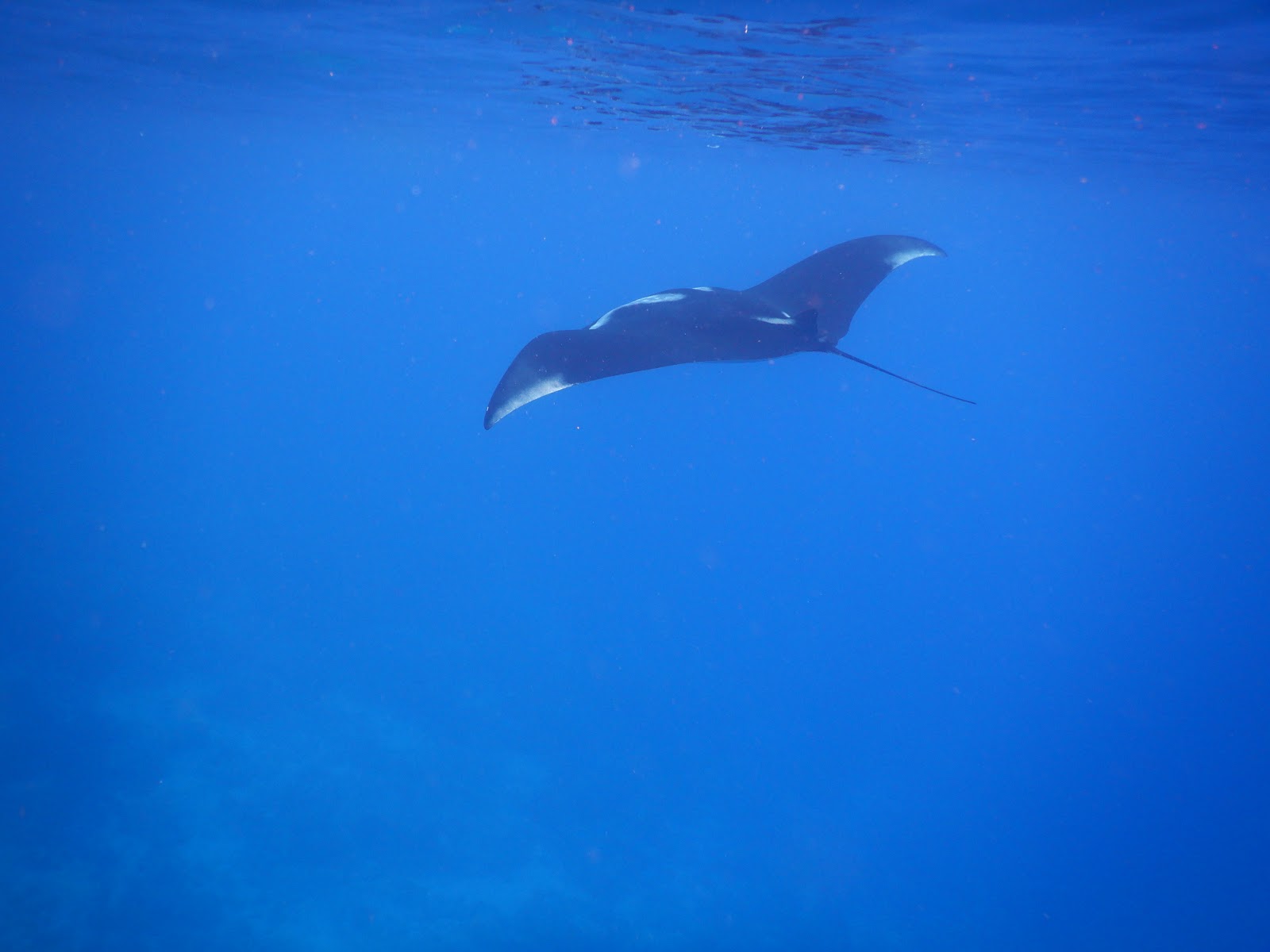 India- Andaman Islands- Manta Ray, Banded Sea Snake, Dolphins Videos