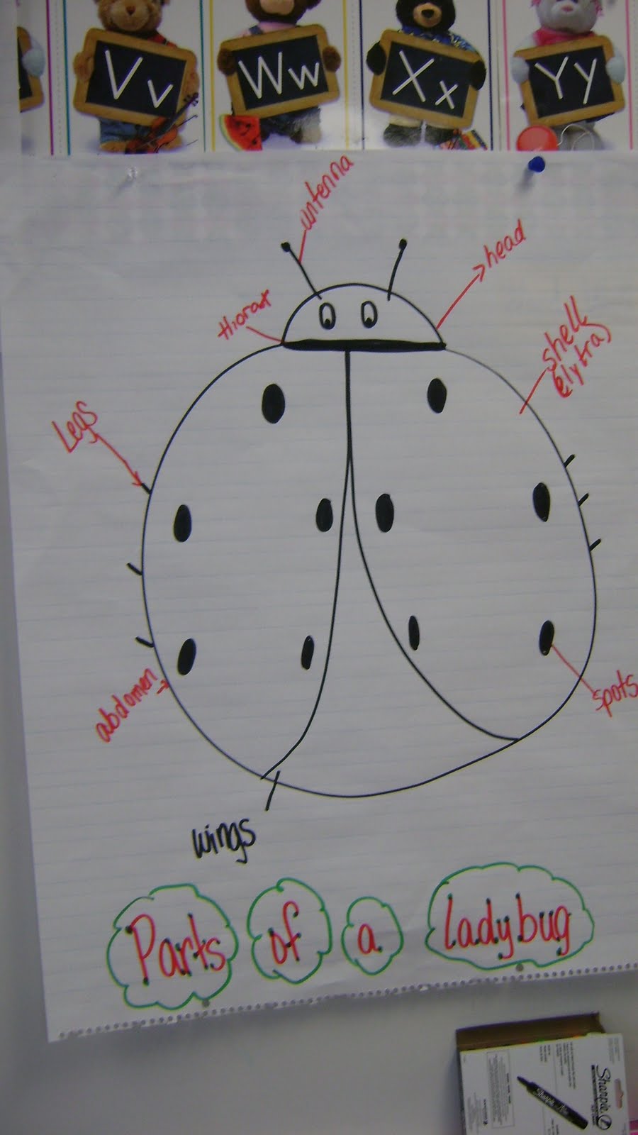 Mrs. Guntorius' Kindergarten Class: Ladybugs