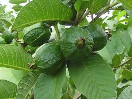 Herbal Medicine in the Philippines: Bayabas