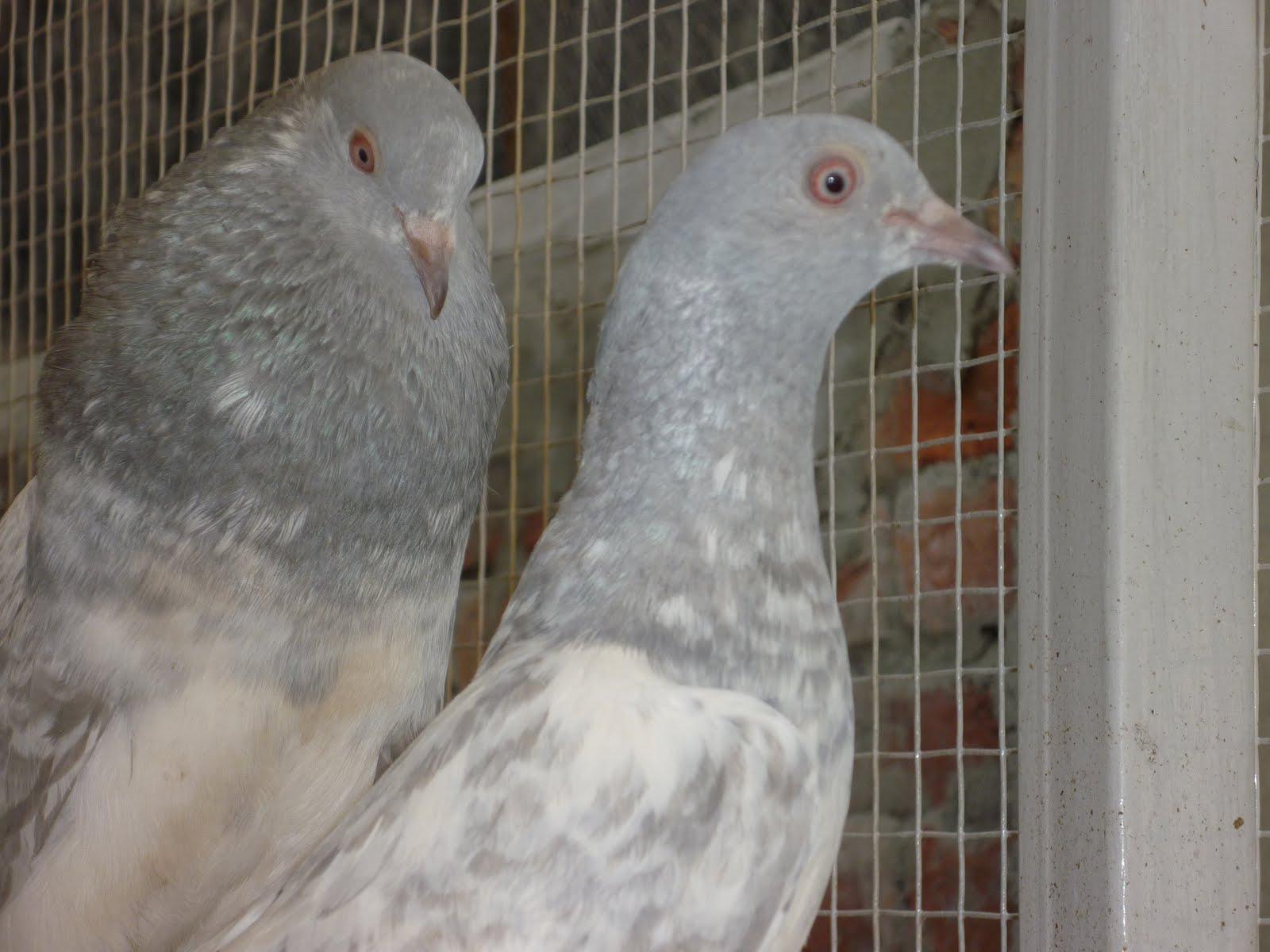 Kogy Kabootar Photos | Salety Pigeons pic | Khaki Pigeons (kabootar ...