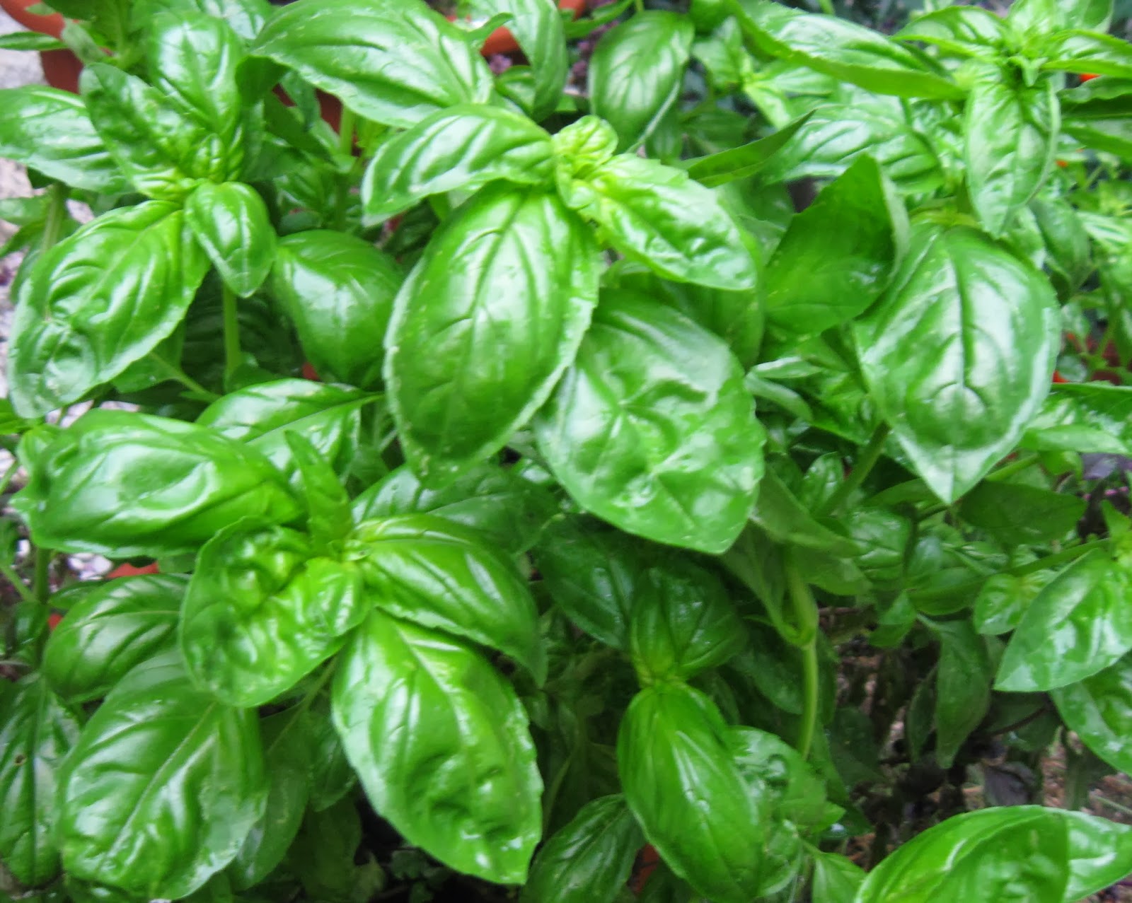 LA GRANJA DE ADRIANA: Albahaca, siembra y cuidado