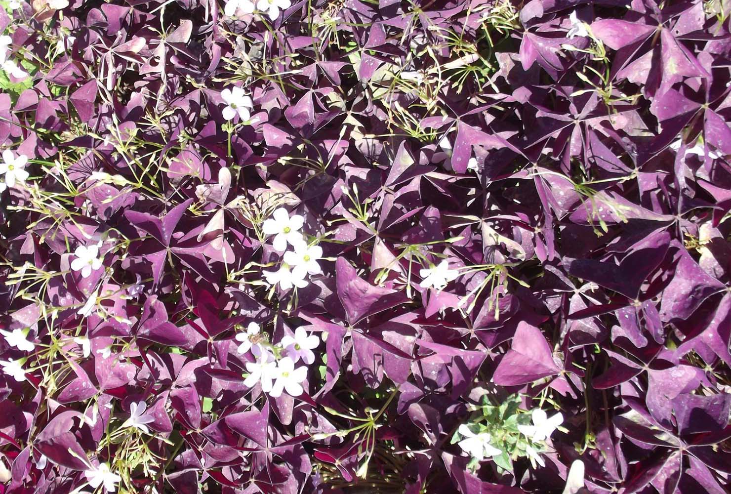 slikovnica: Ukrasna djetelina