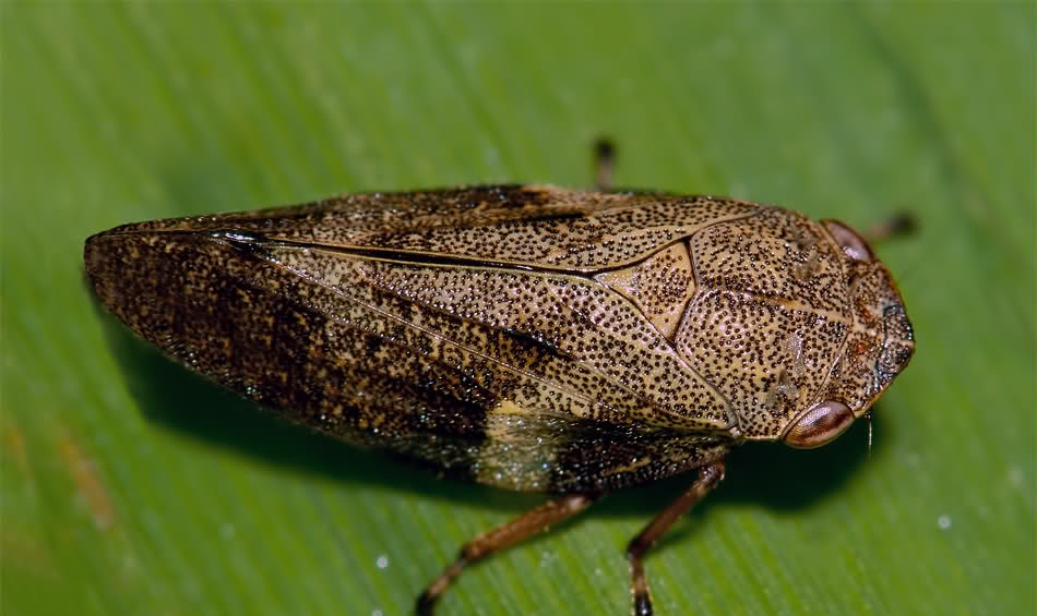TYPES OF INSECTS : Alder Spittlebug