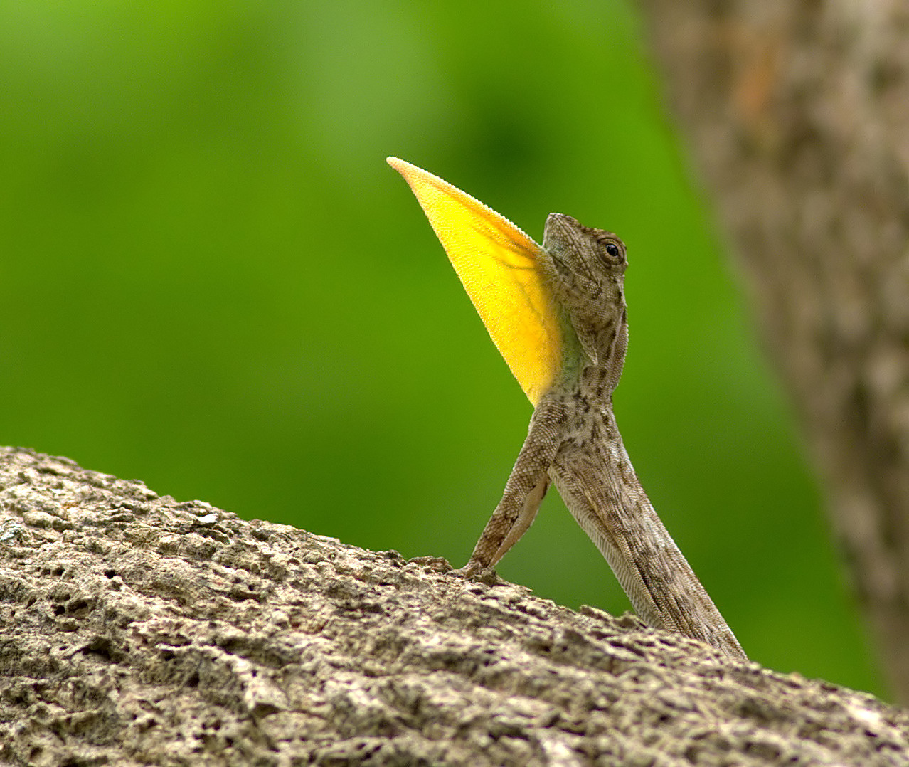Hicktown girl surviving in Asia: July 2012
