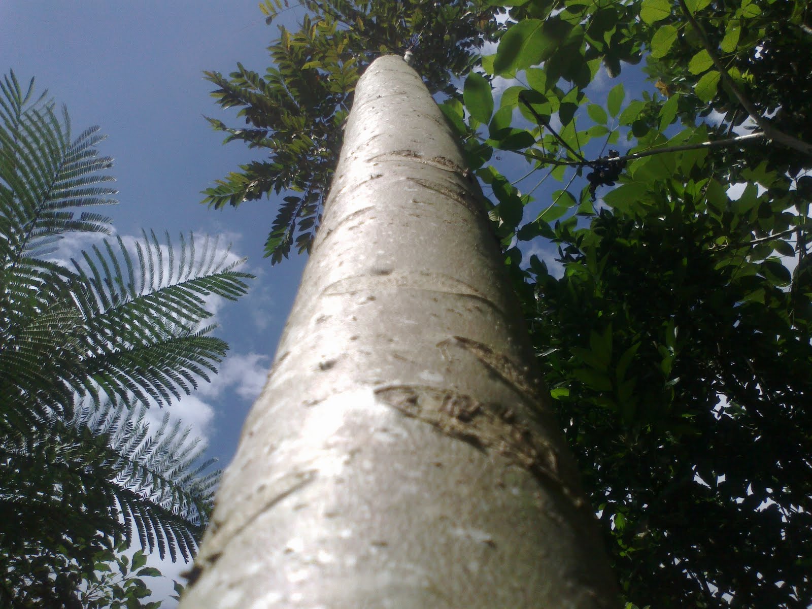 PARAÍSOSFORESTALES: vistas de fustes y copas de arboles