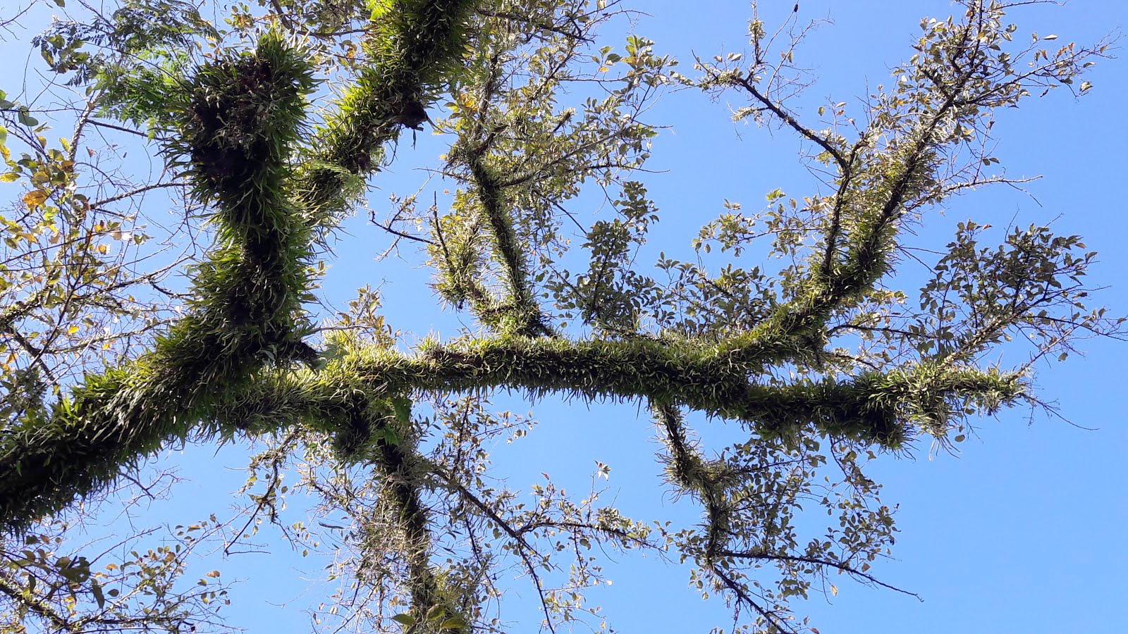 OUR PHILIPPINE TREES: The Anonang in the Old Cabrera House