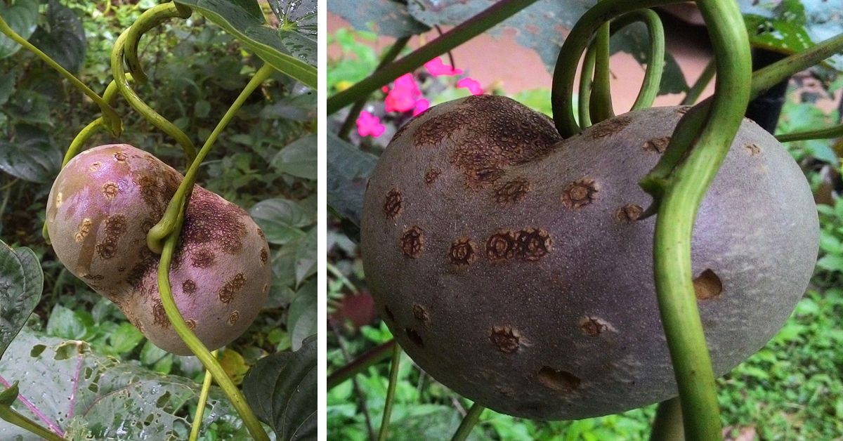 Dust to Divinity: Air potato!