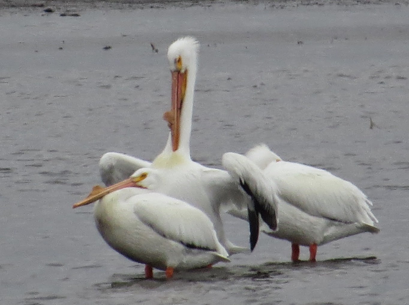 Penelopedia: Nature and Garden in Southern Minnesota: Pelicans and Wing ...