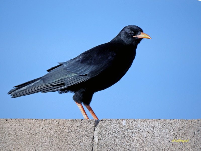 Miguel fotografia: Joven de Chova piquirroja (Pyrrhocorax pyrrhocorax)