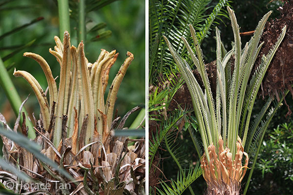 Cycad Life Cycle