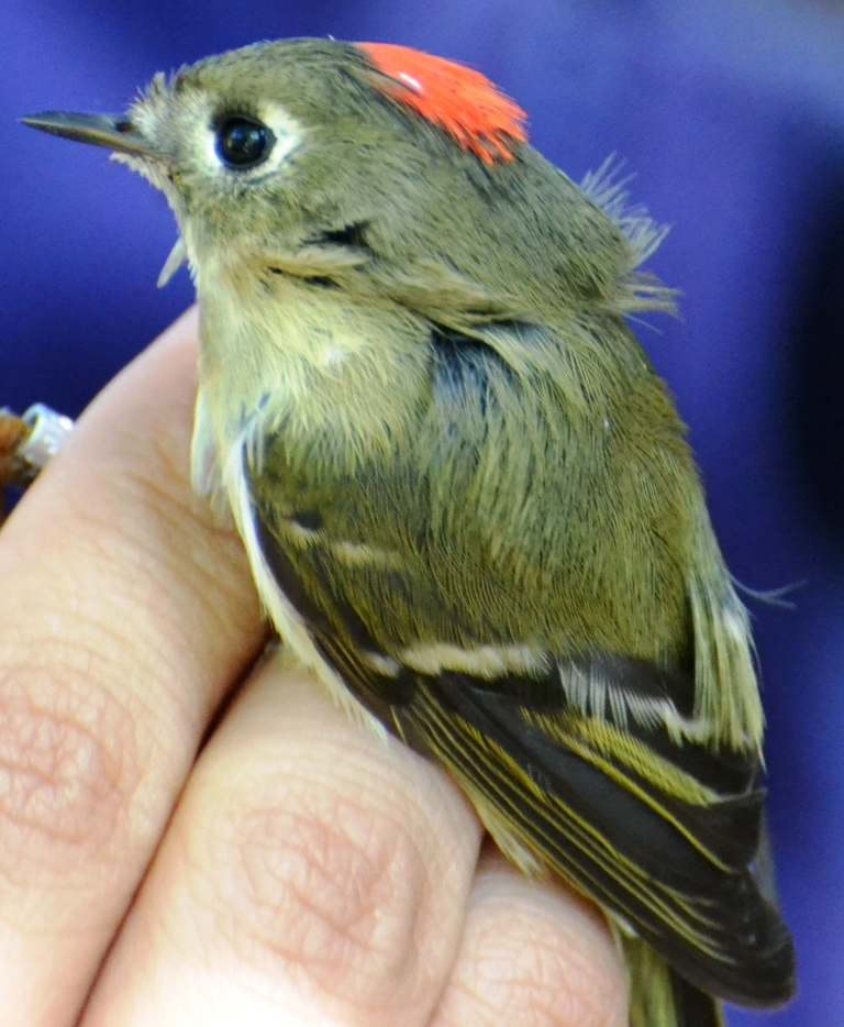 Bird of the Day: Ruby-crowned Kinglet