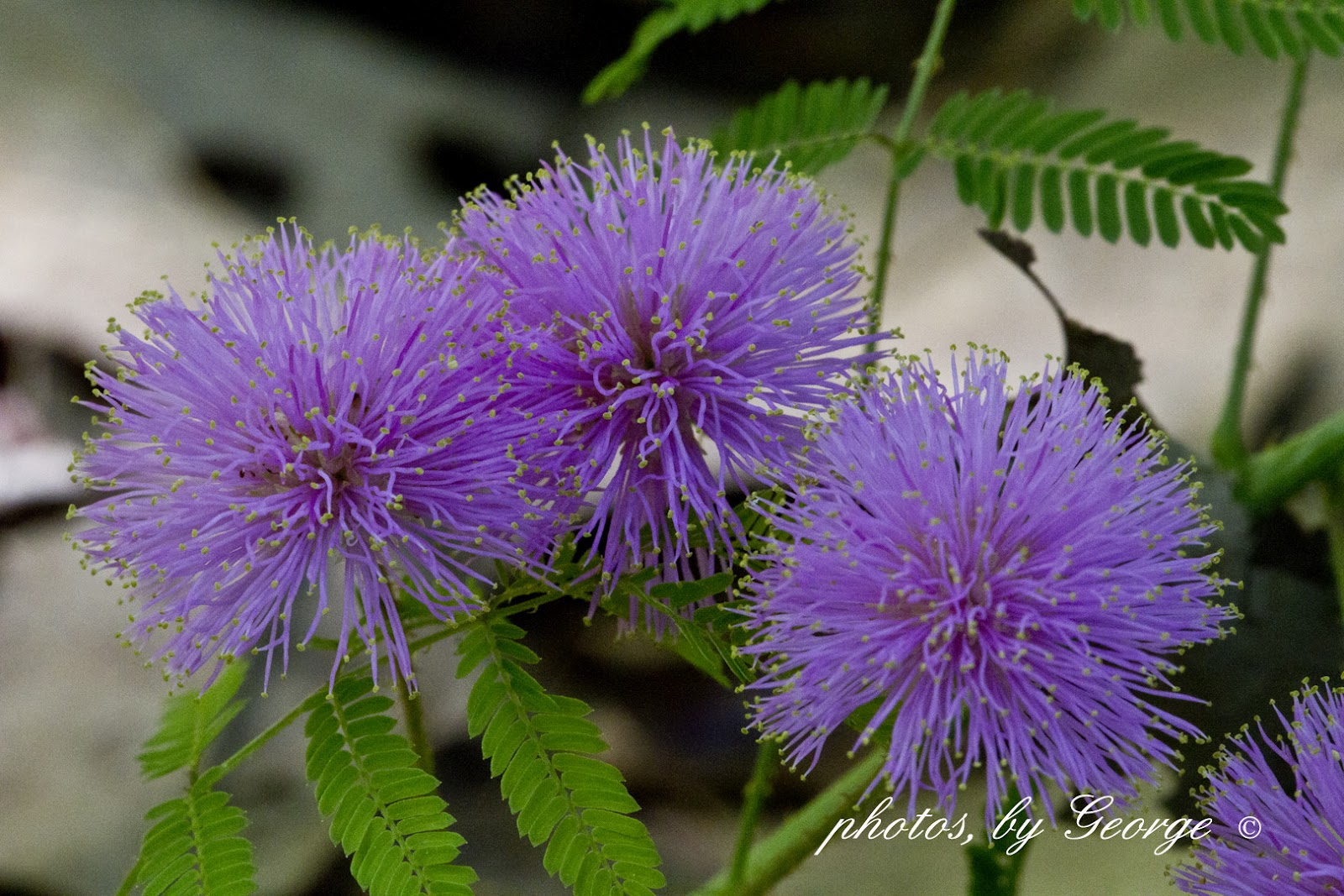 "What's Blooming Now" : Catclaw sensitive briar, Little-leaf mimosa ...