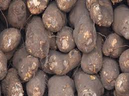 PO9 FARM PRACTICES: YAM CULTIVATION