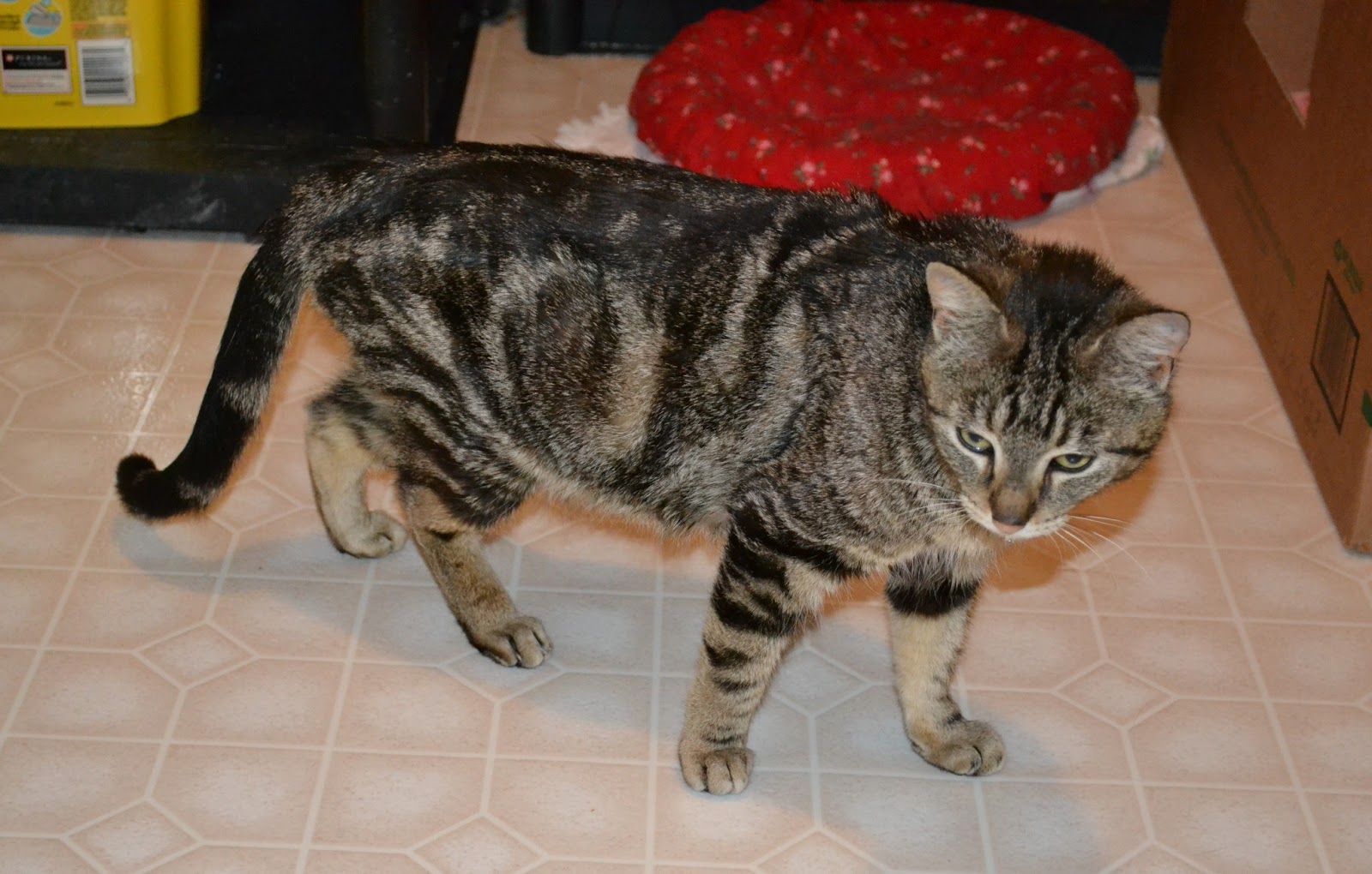 Barb's Cats and Quilts