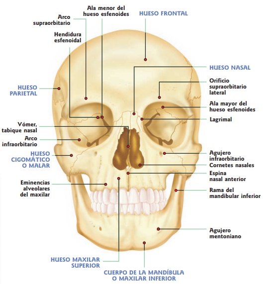 Anatomía Humana: Huesos De La Cabeza