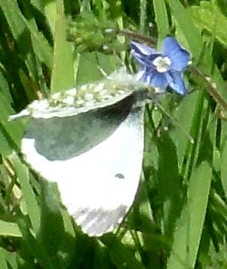 My Daily Walk: Arria then on to Fannyside Loch