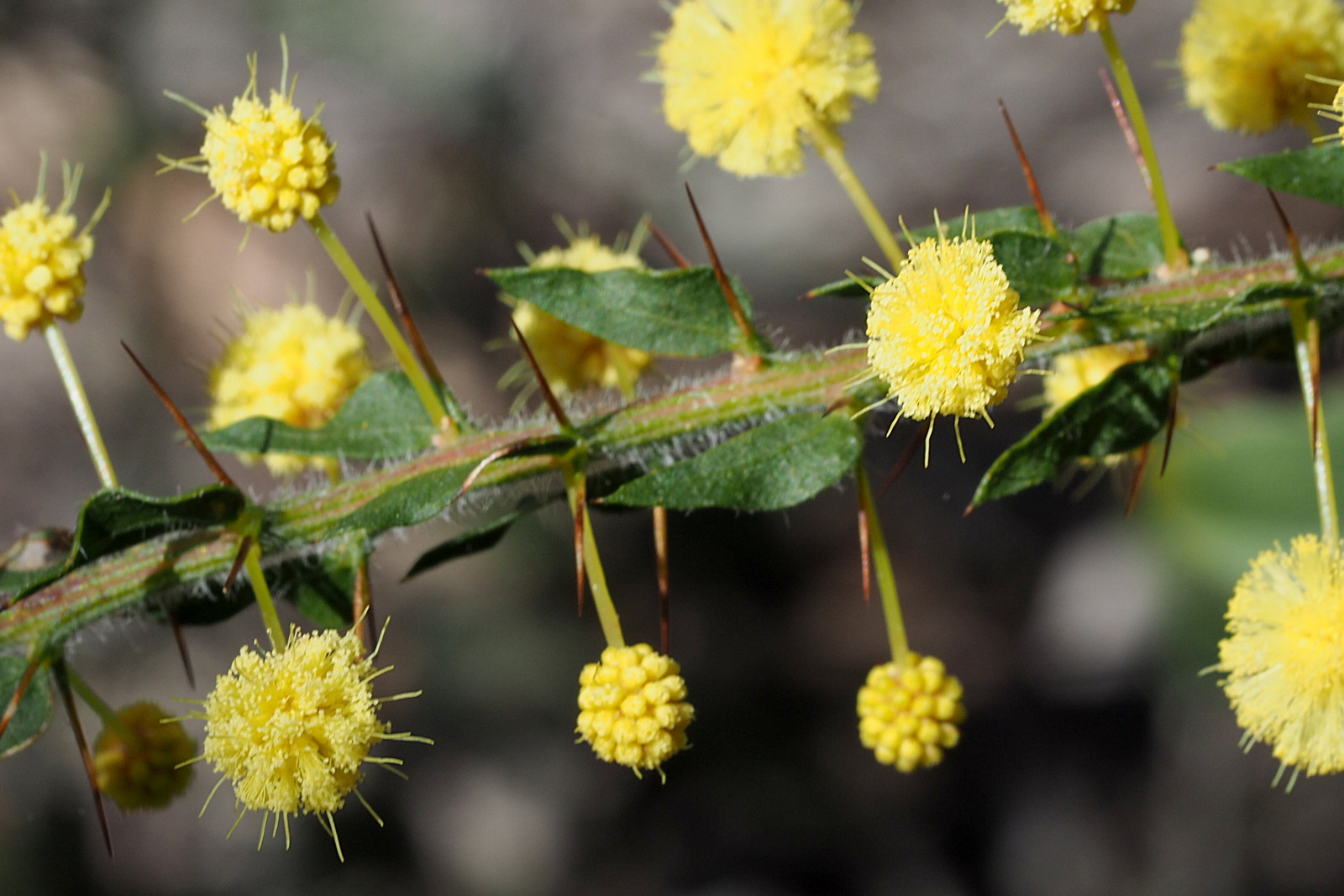Bushranger: Wattle Day