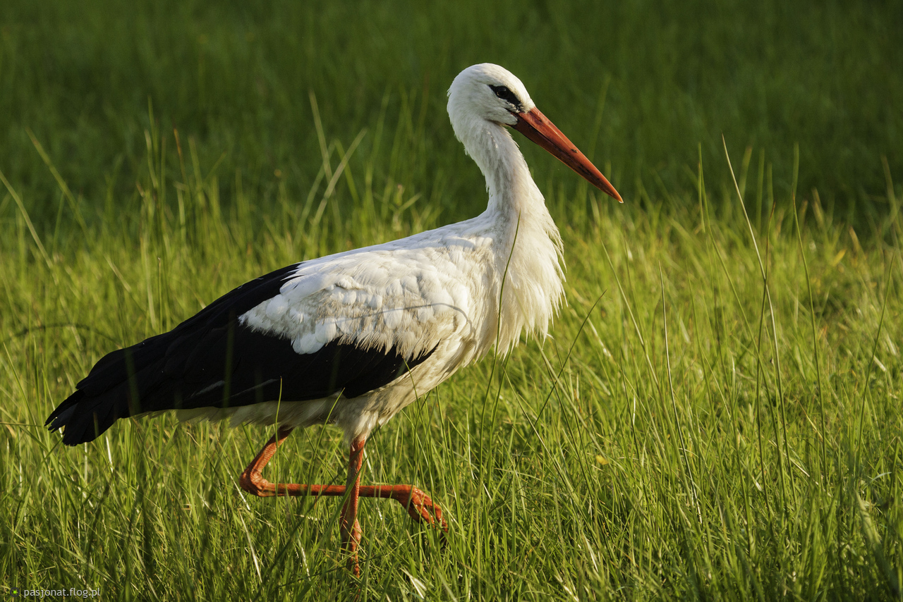 Esensja: Polski Ptak Narodowy, czyli żegnamy Bociana