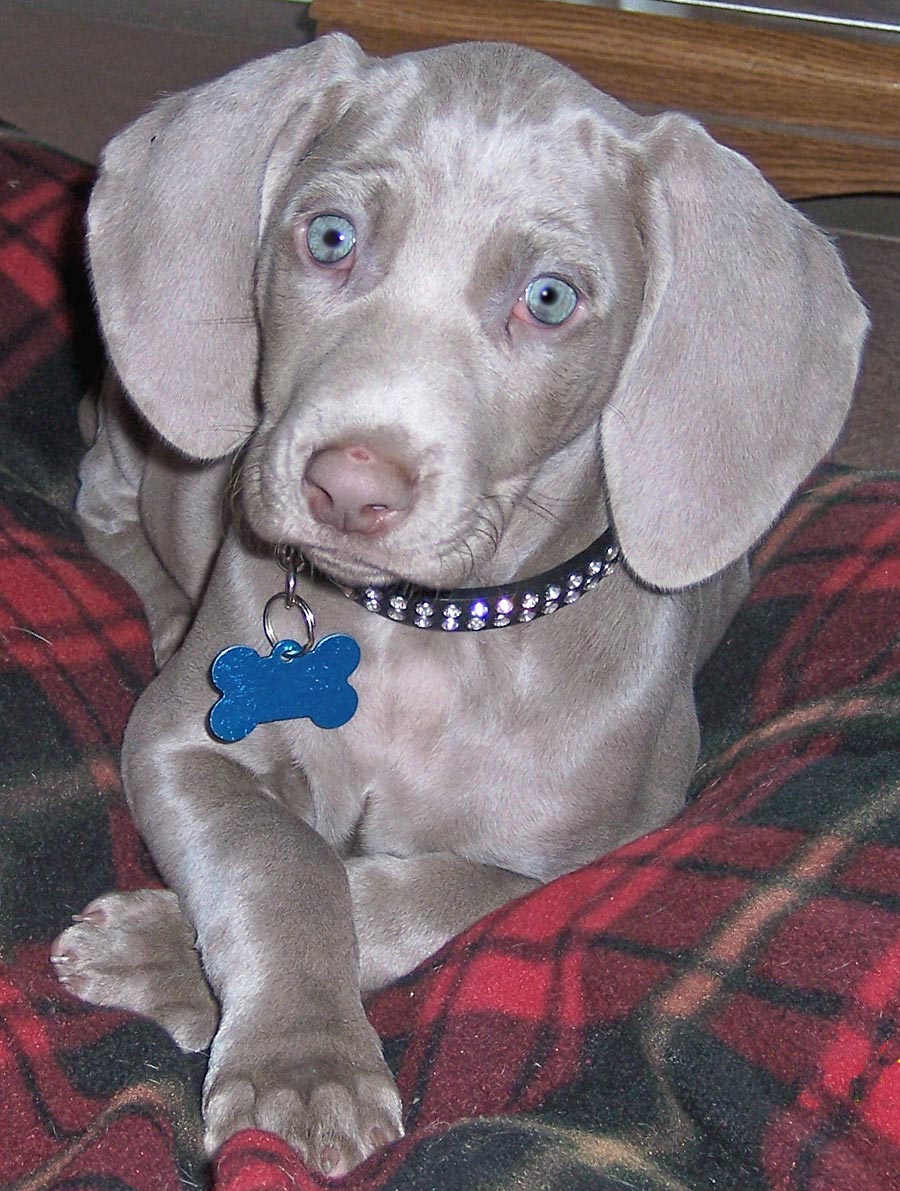 perros : comportamiento de la raza weimaraner