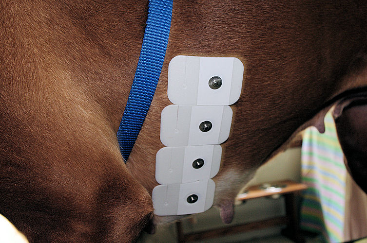 Boxers 101: Holter Monitor Hook-Up: The "Fort Knox" Method