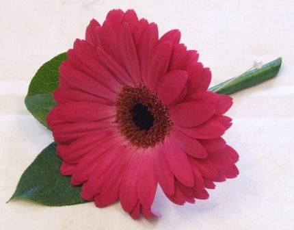 Sandra's Flower Studio.: Totally Gerberas