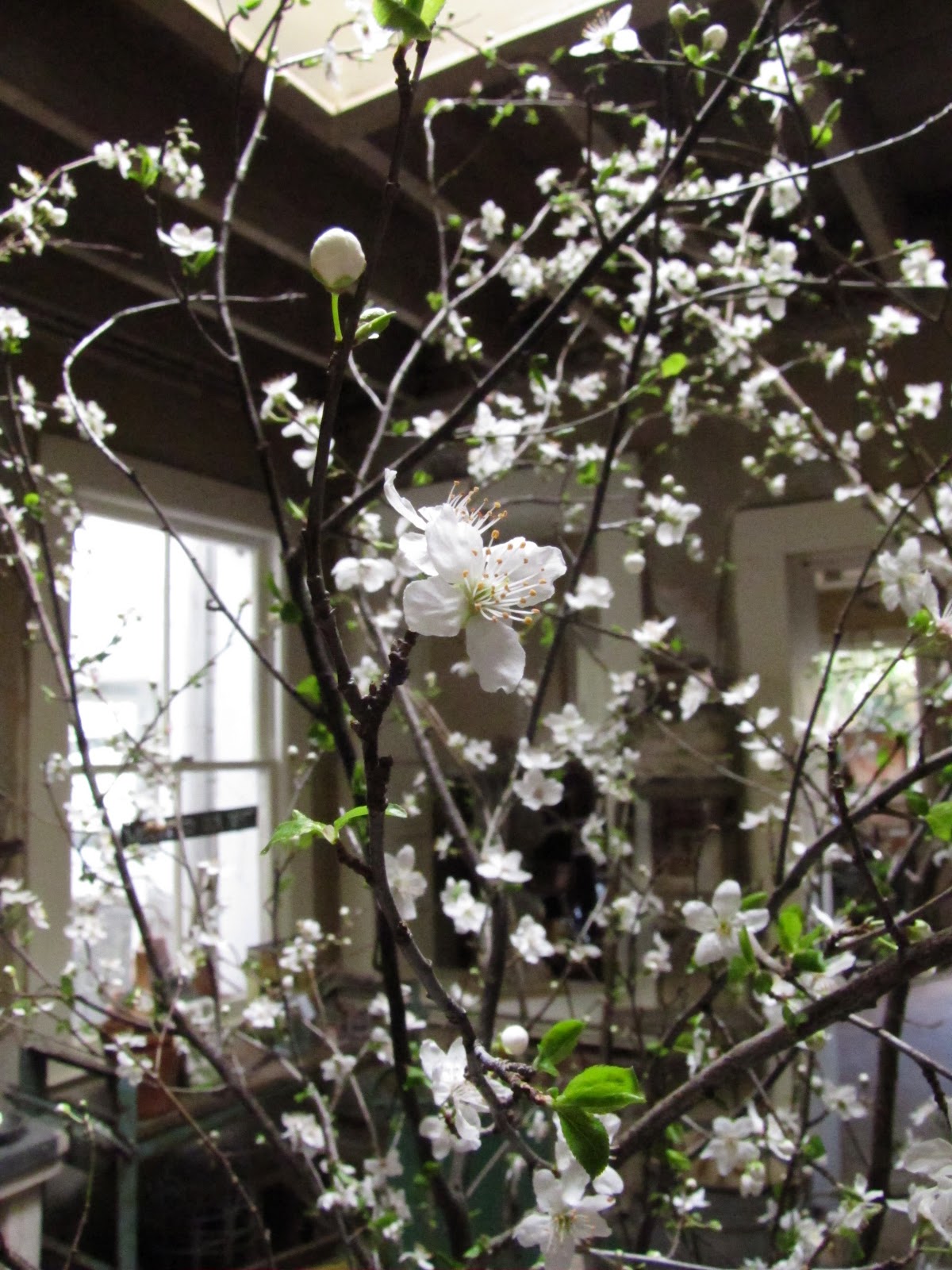 The Antique Gardener: Spring Blossoms