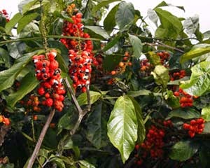 Guaraná é fruto da disposição e alegria - Blog Doando Vida