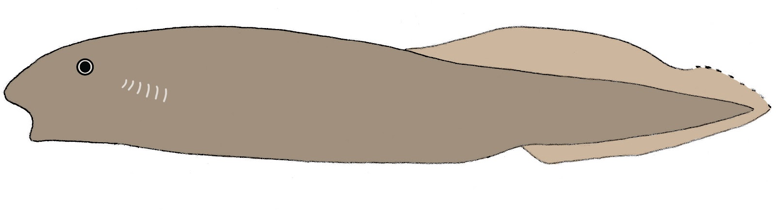 PaleoStories: Paleostoria dei Cyclostomi Parte 2: le immutabili lamprede