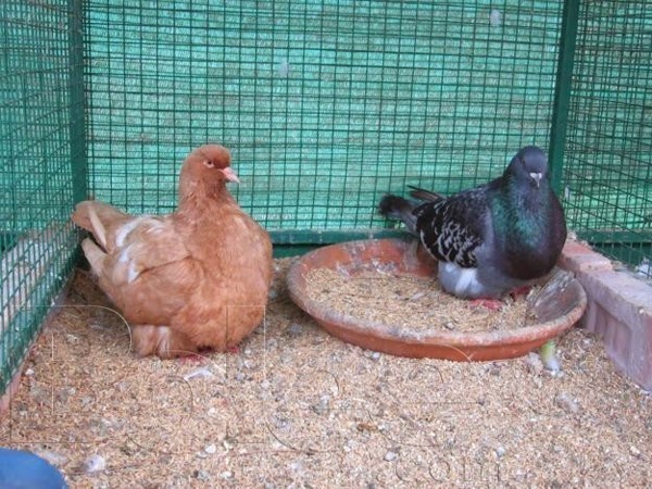 Mymensingh Pigeon & Bird Club: Pigeon Photo Gellary