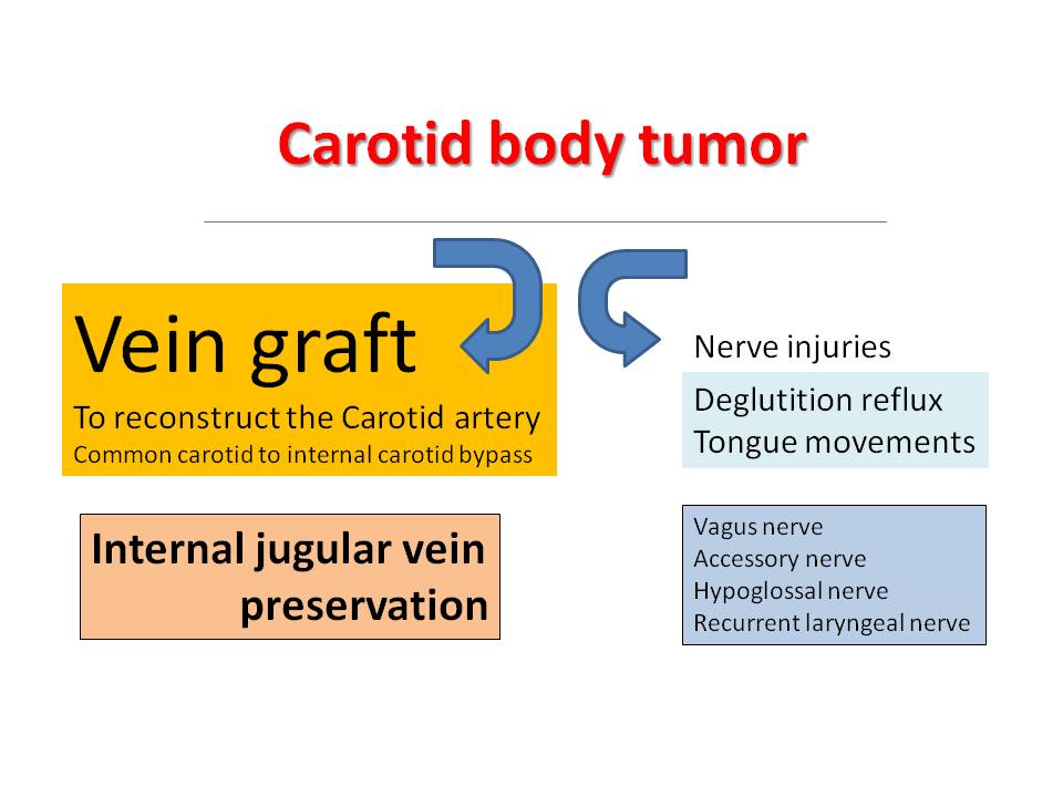 vascular ( blood vessels)