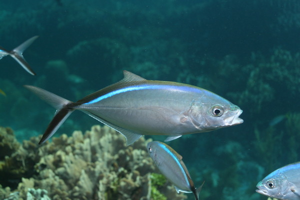 SPINNING A CUBA CON AMICI