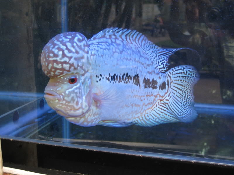 Flowerhorn The Hybrid Cichlids: King Kamfa - Vietnam hottest fh