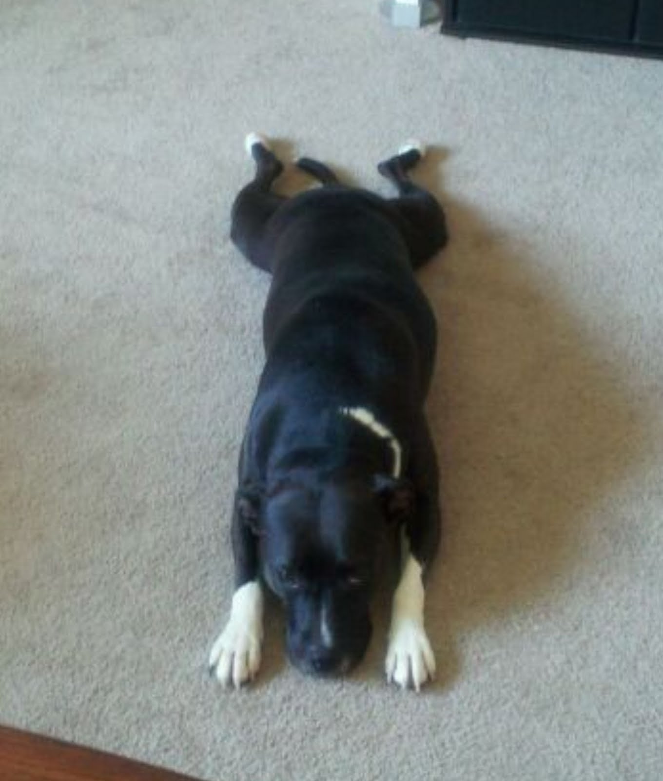 Pit Bull Frogs: Pit Bull Frog Photos