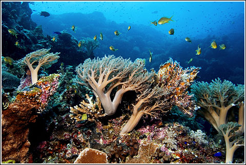 Tubbataha Reefs National Marine Park | Earth Wonders