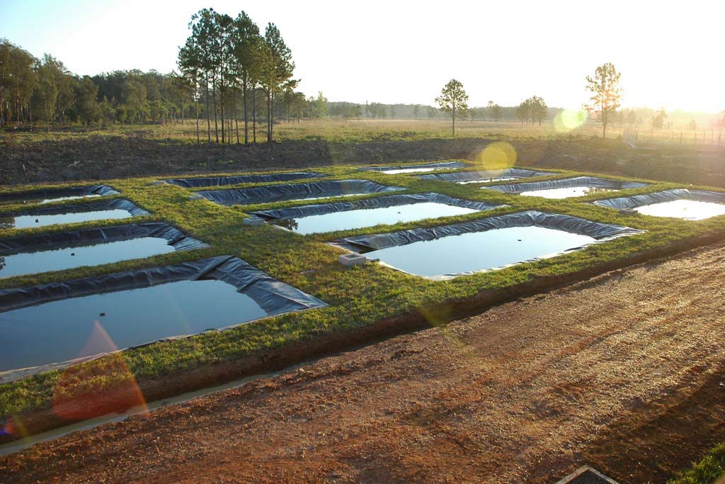 Piscicultura: Piscicultura
