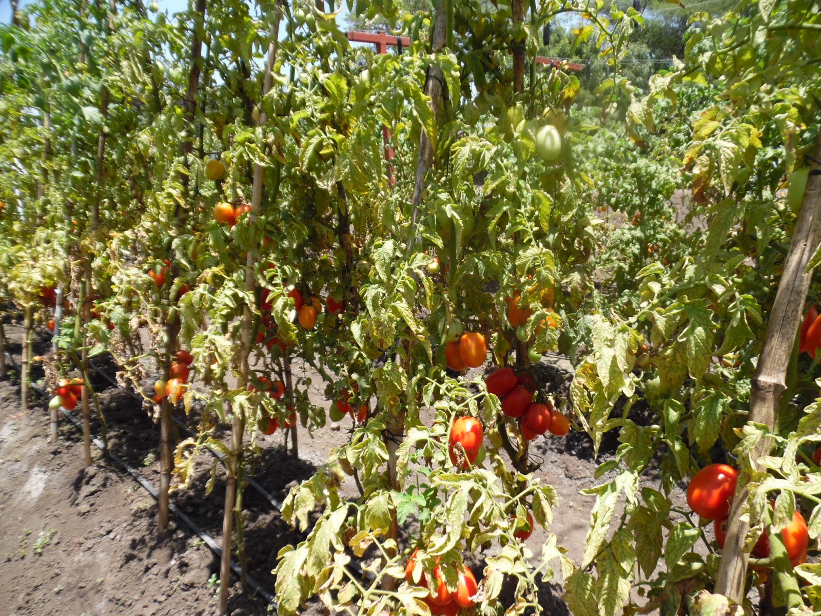 TANZANIA YETU: VIJANA WAFUNGUKA MACHO KUHUSU KILIMO CHA MBOGA MBOGA NA ...