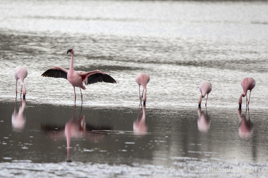Jeff Cable's Blog: Our African Safari - Day Six (Lions, elephants ...
