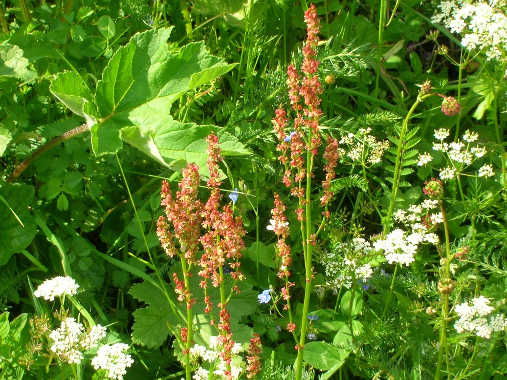 CERVESA EN CATALÀ: Fitxa de degustació - Samuel Smith's India Ale