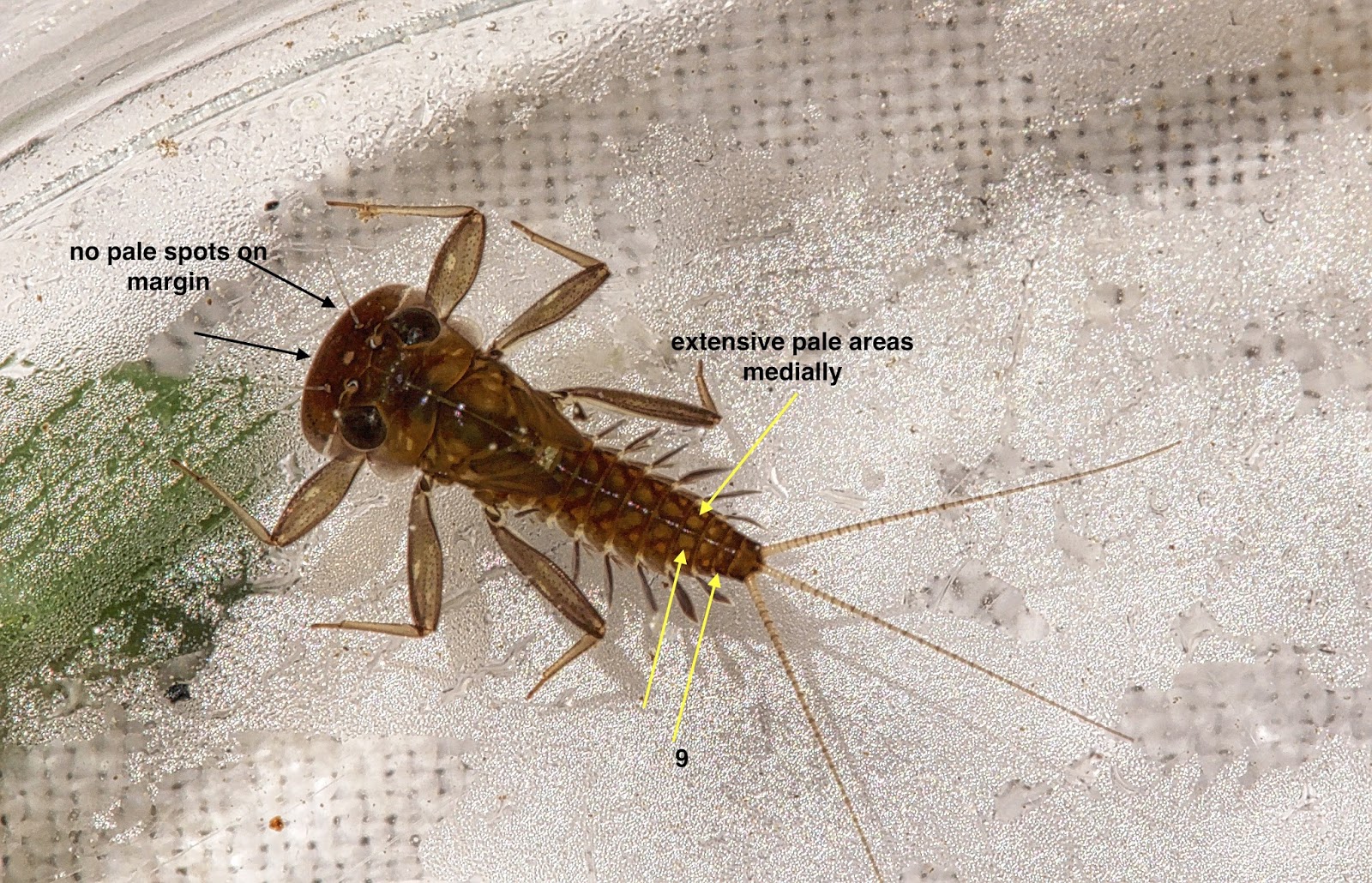 Aquatic Insects of Central Virginia: A new look at Leucrocuta