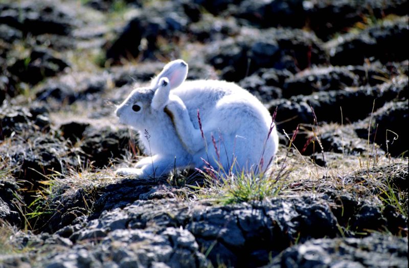 WeForWildlife: Arctic Hare