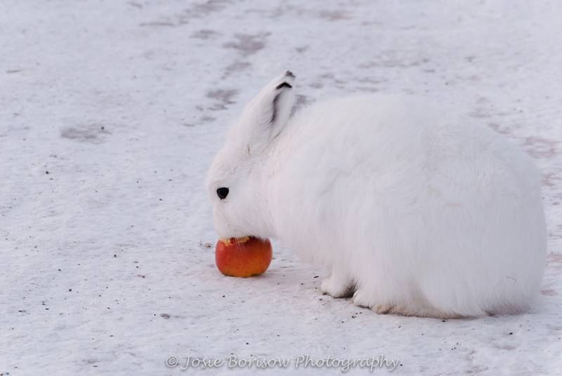 The Arctic Hare | Polar Rabbit