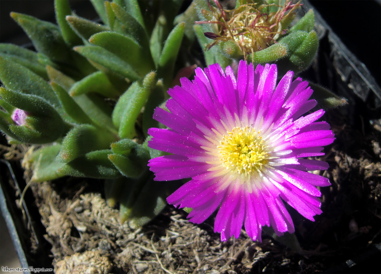 Lithops Stories: Delospermas on the balcony (8 pics)