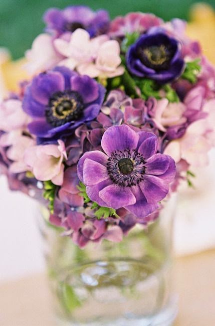 Anemone ~ Stunning nature