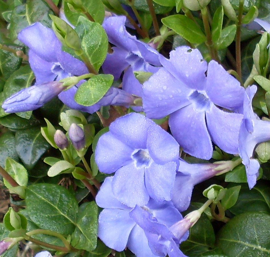 gillyflower: Seeds, Flowers and a book
