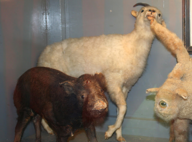 The Carpetbagger: The Modern Day Freak Show